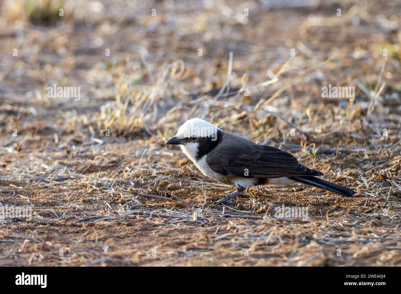 Eurocephalus rueppelli Banque de photographies et d’images à haute ...