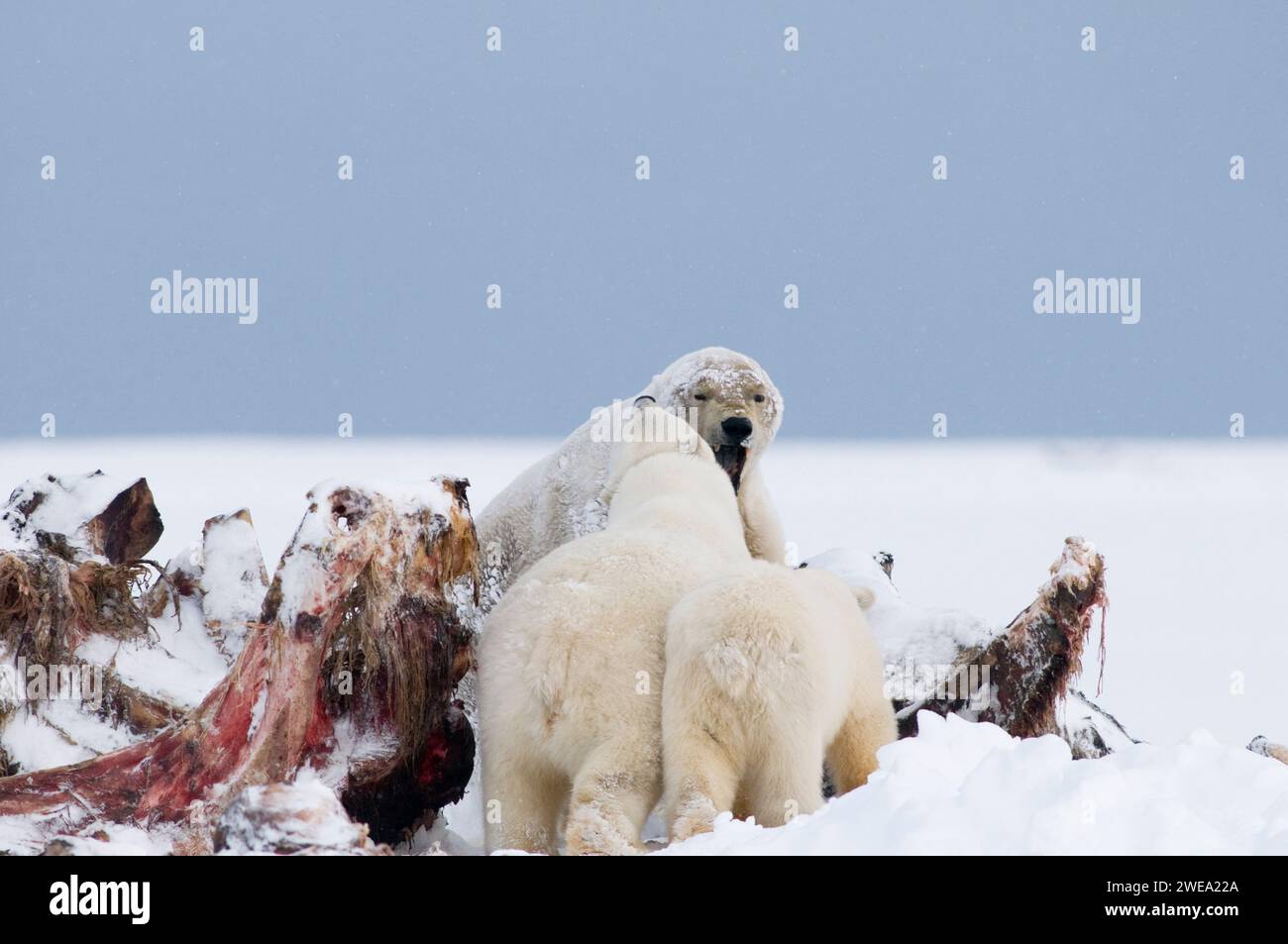 Ours polaires Ursus maritimus vieux sanglier sement avec des oursons de ...