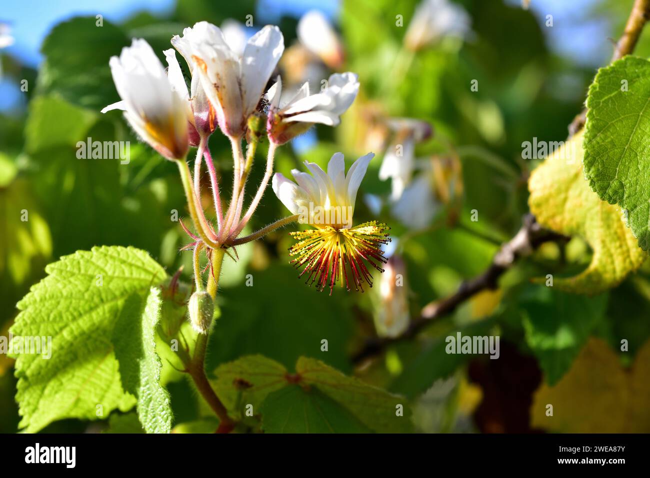 Le chanvre africain (Sparmannia africana ou Sparmannia africana) est un ...