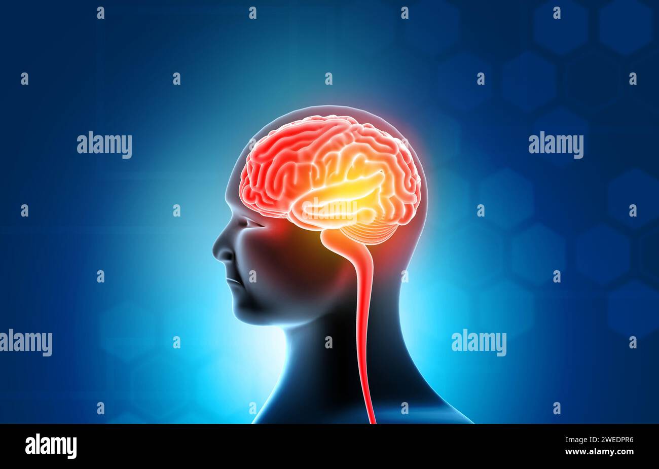 Anatomie de la tête humaine et du cerveau. illustration 3d Photo Stock ...