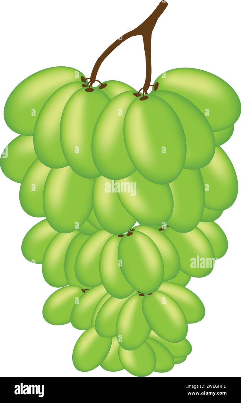 Seedless grapes Banque d'images vectorielles - Alamy