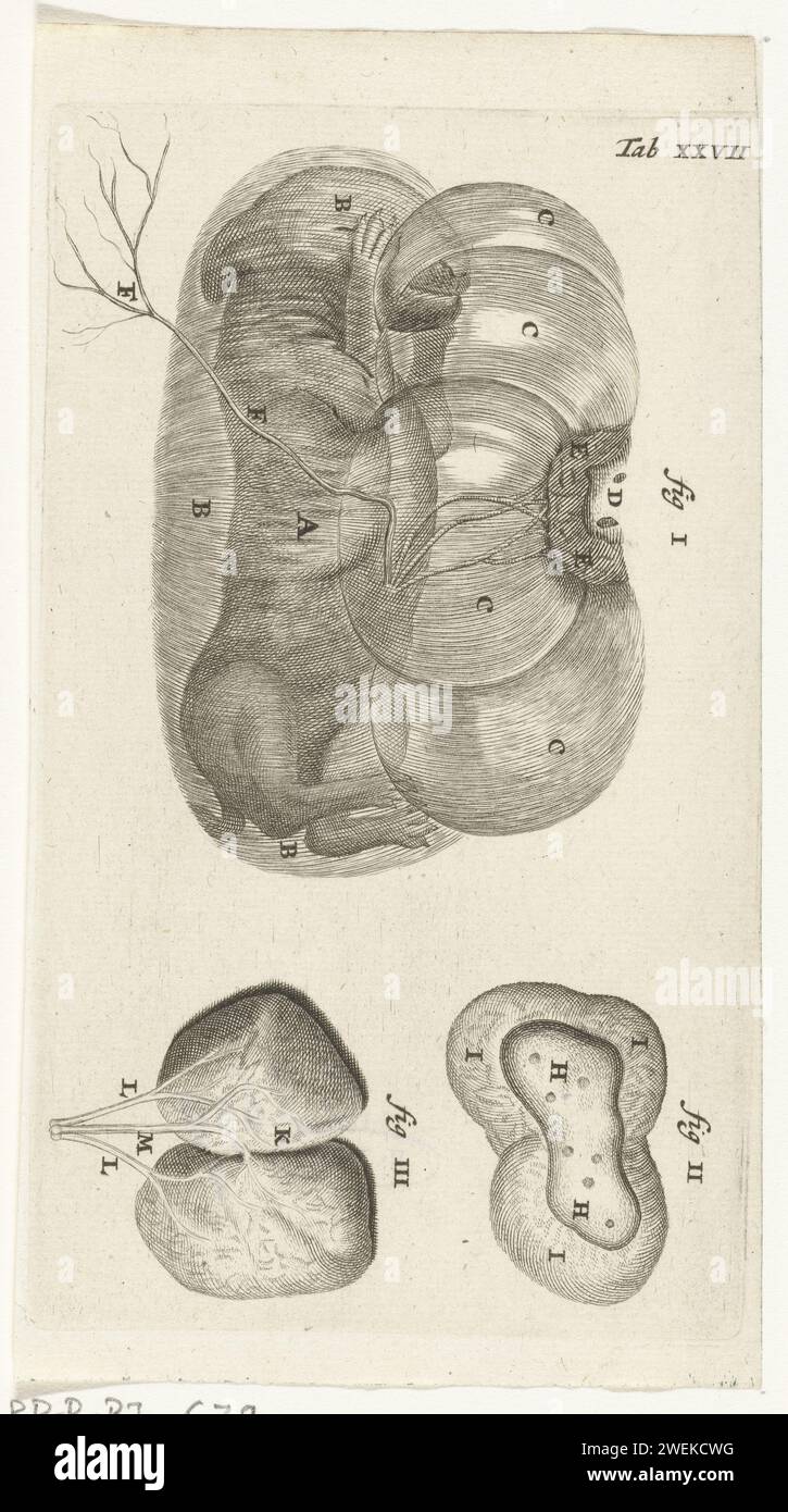 Uterus d'une lapine Banque de photographies et d’images à haute ...