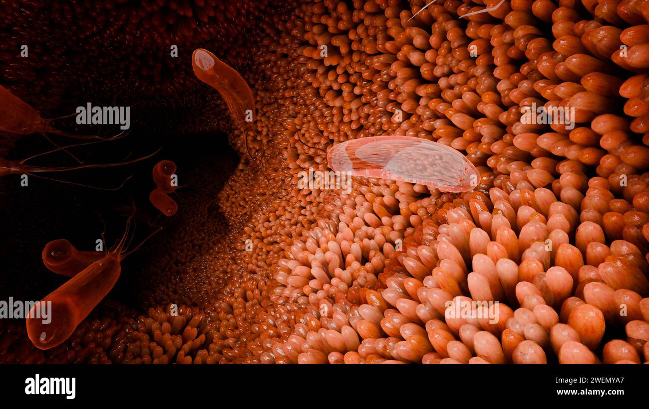Surface des microvillosités du système digestif, villosités ...