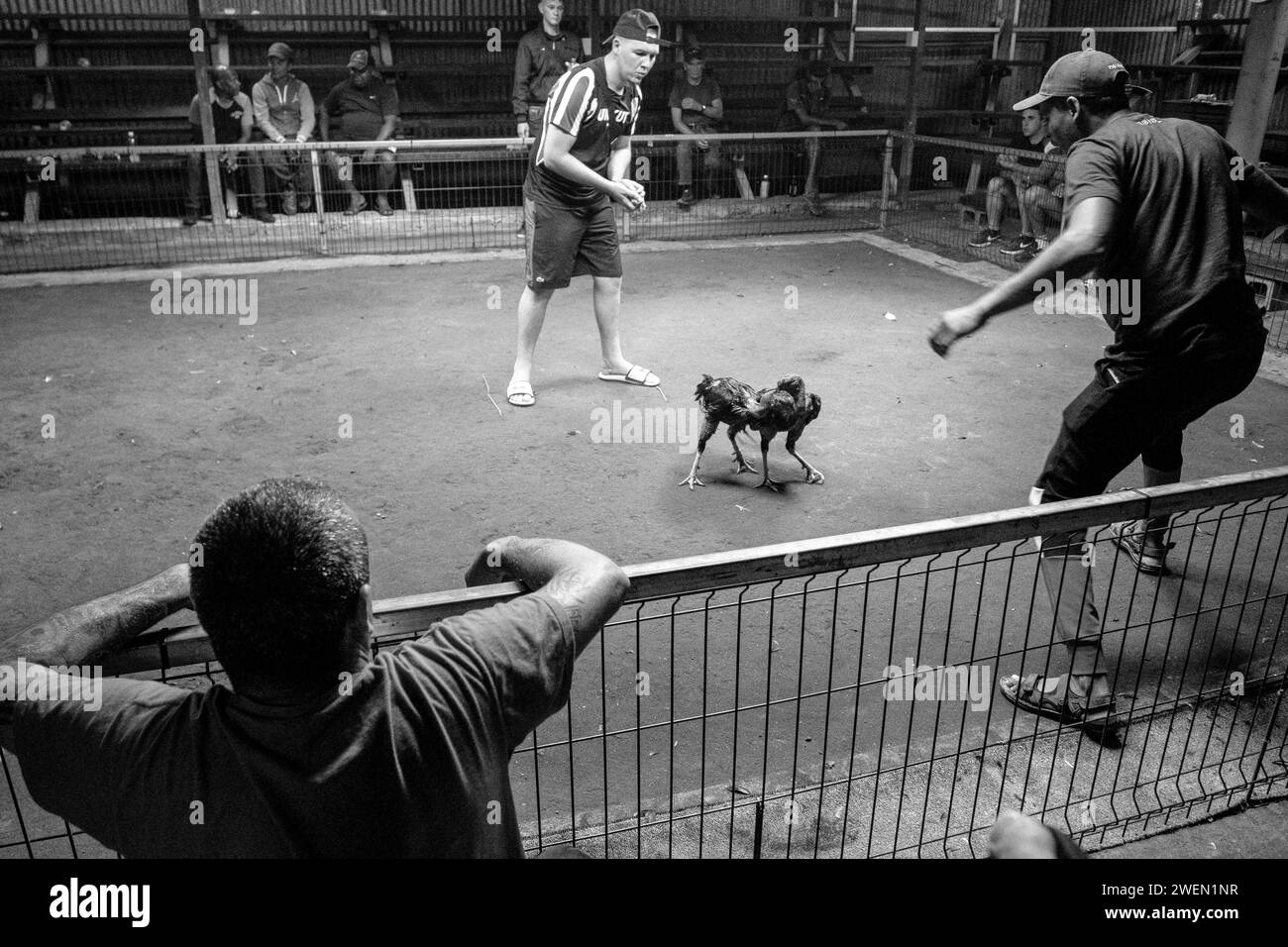 Le combat de coq Banque d'images noir et blanc - Alamy