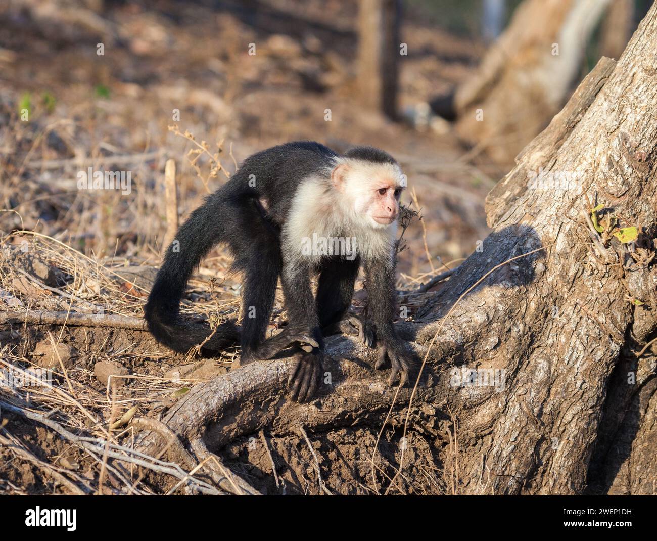 Costa rican monkey Banque de photographies et d’images à haute résolution - Alamy