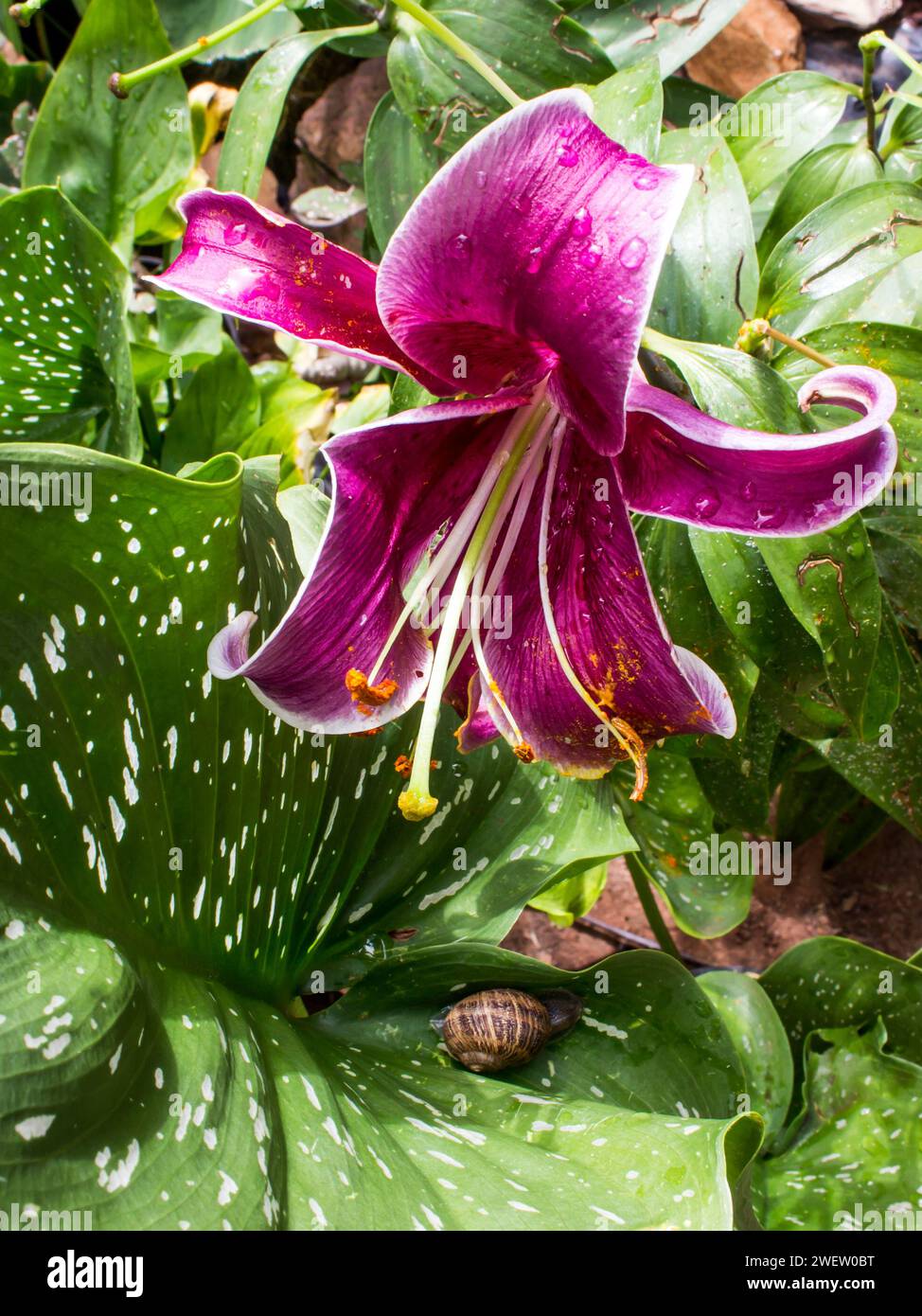Jardin de lys oriental Banque de photographies et d’images à haute résolution - Alamy