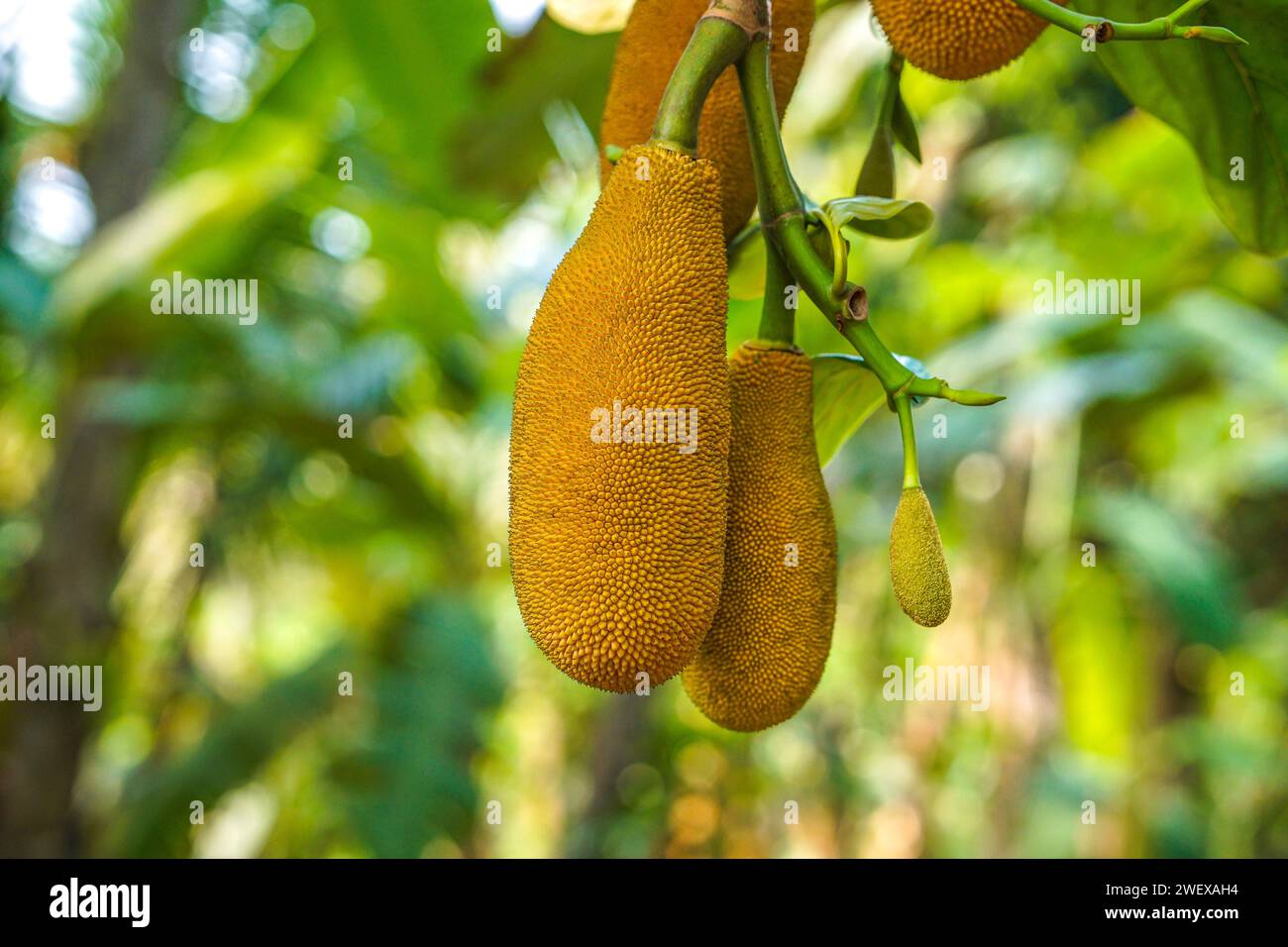 Jackfruits tree Banque de photographies et d’images à haute résolution ...