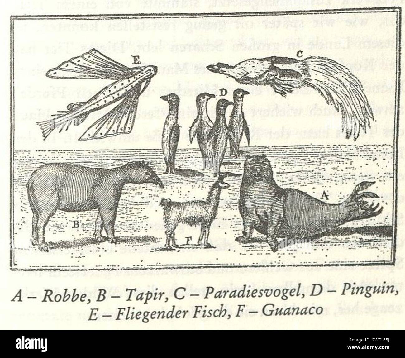 Antonio pigafetta Banque de photographies et d’images à haute ...