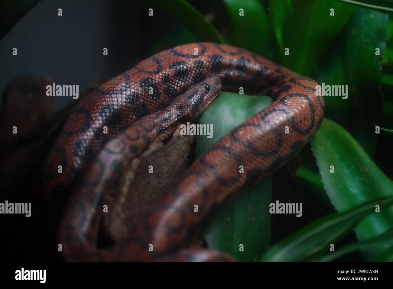 Semi venomous snake Banque de photographies et d’images à haute résolution - Alamy