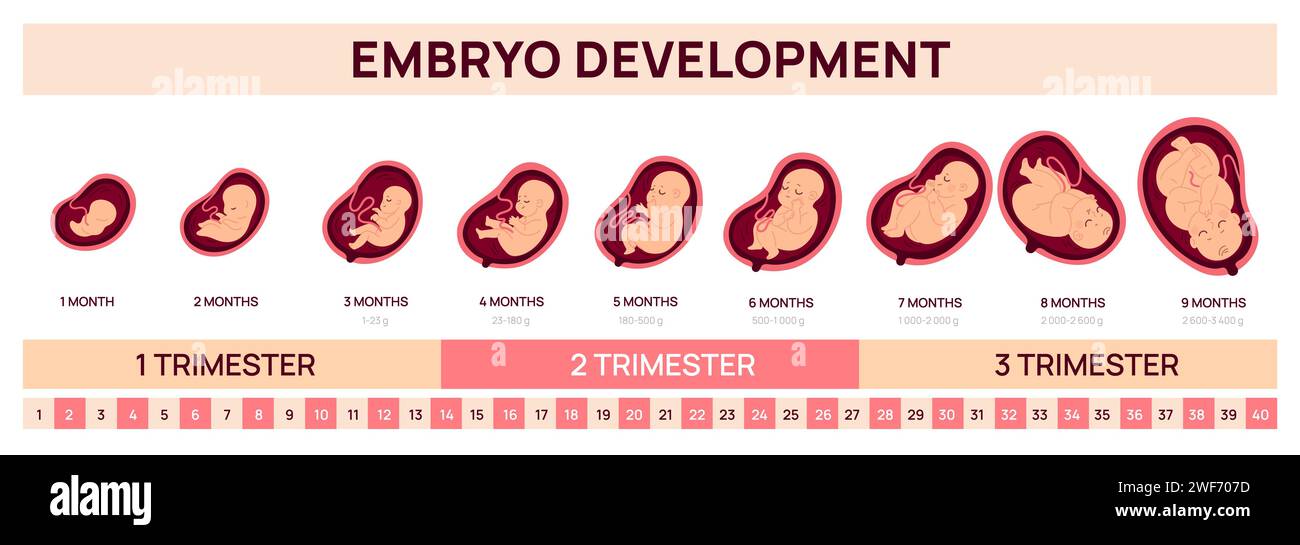 Infographie du développement foetal humain. Les stades prénataux de la ...