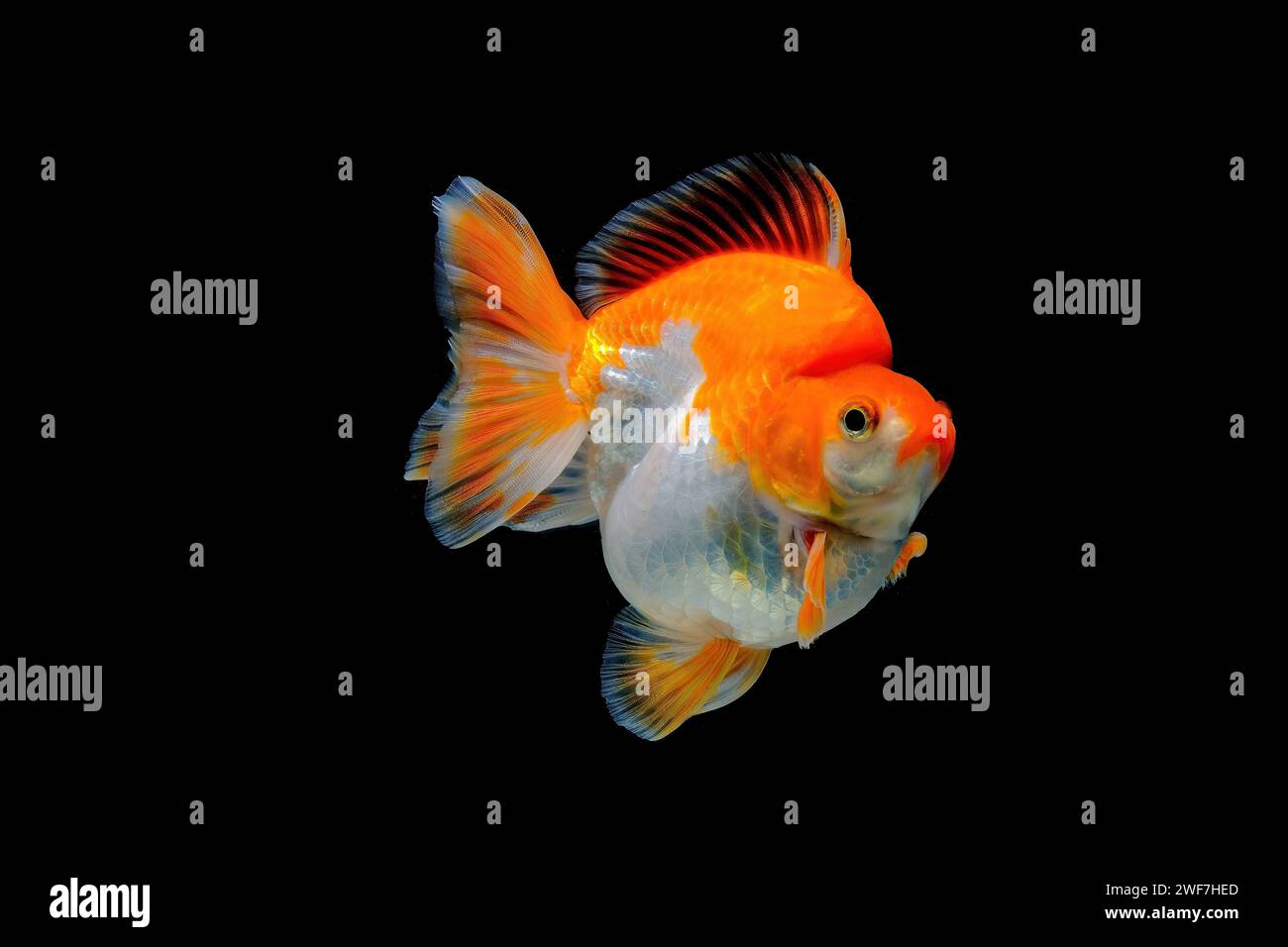 Beau poisson rouge ryukin Banque de photographies et d’images à haute ...