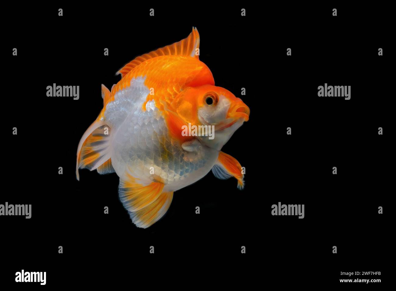 Beau poisson rouge ryukin Banque de photographies et d’images à haute ...