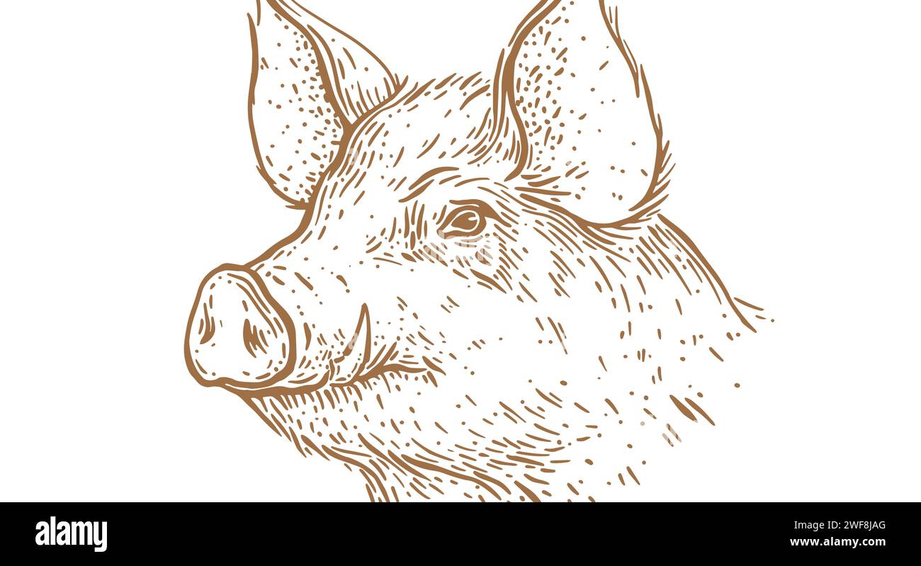 Porc, tête de porc. Imprimé rétro vintage, dessin de style crayon à l ...
