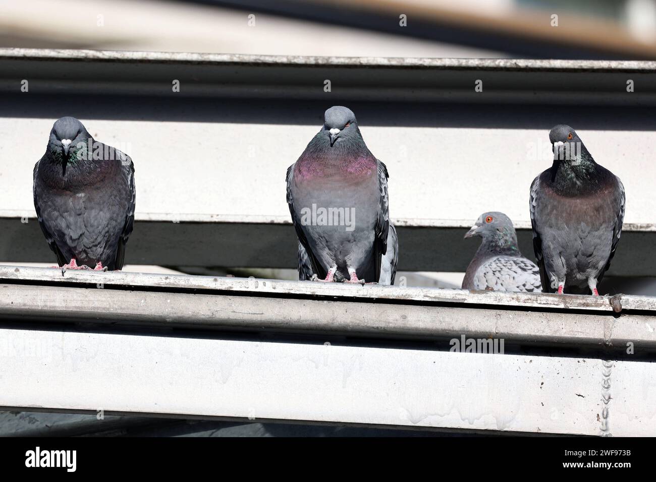 Tauben am ZOB Zentraler omnibus Bahnhof in der Siegener Innenstadt ...