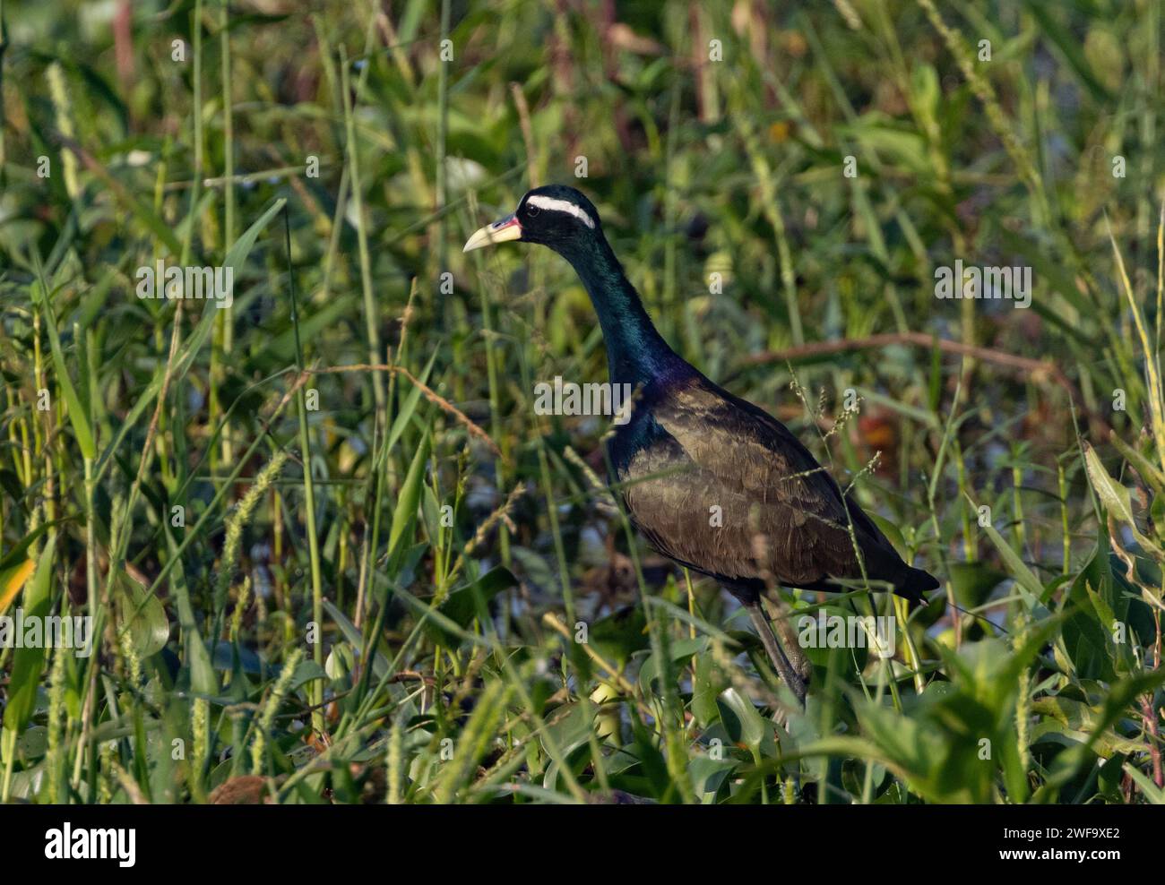 Jacana india Banque de photographies et d’images à haute résolution - Alamy