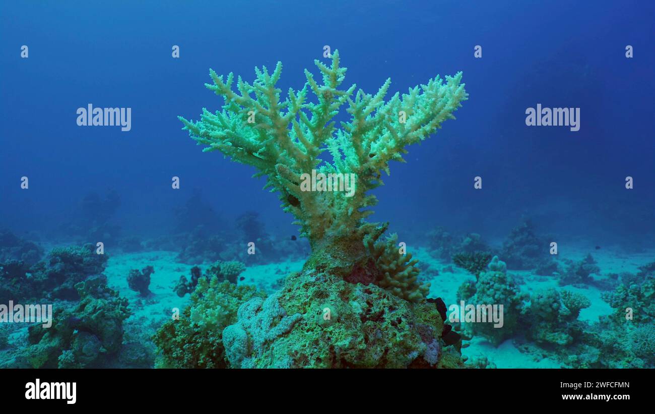 Acropora de corail à table dure blanchie. Le blanchiment et la mort des ...