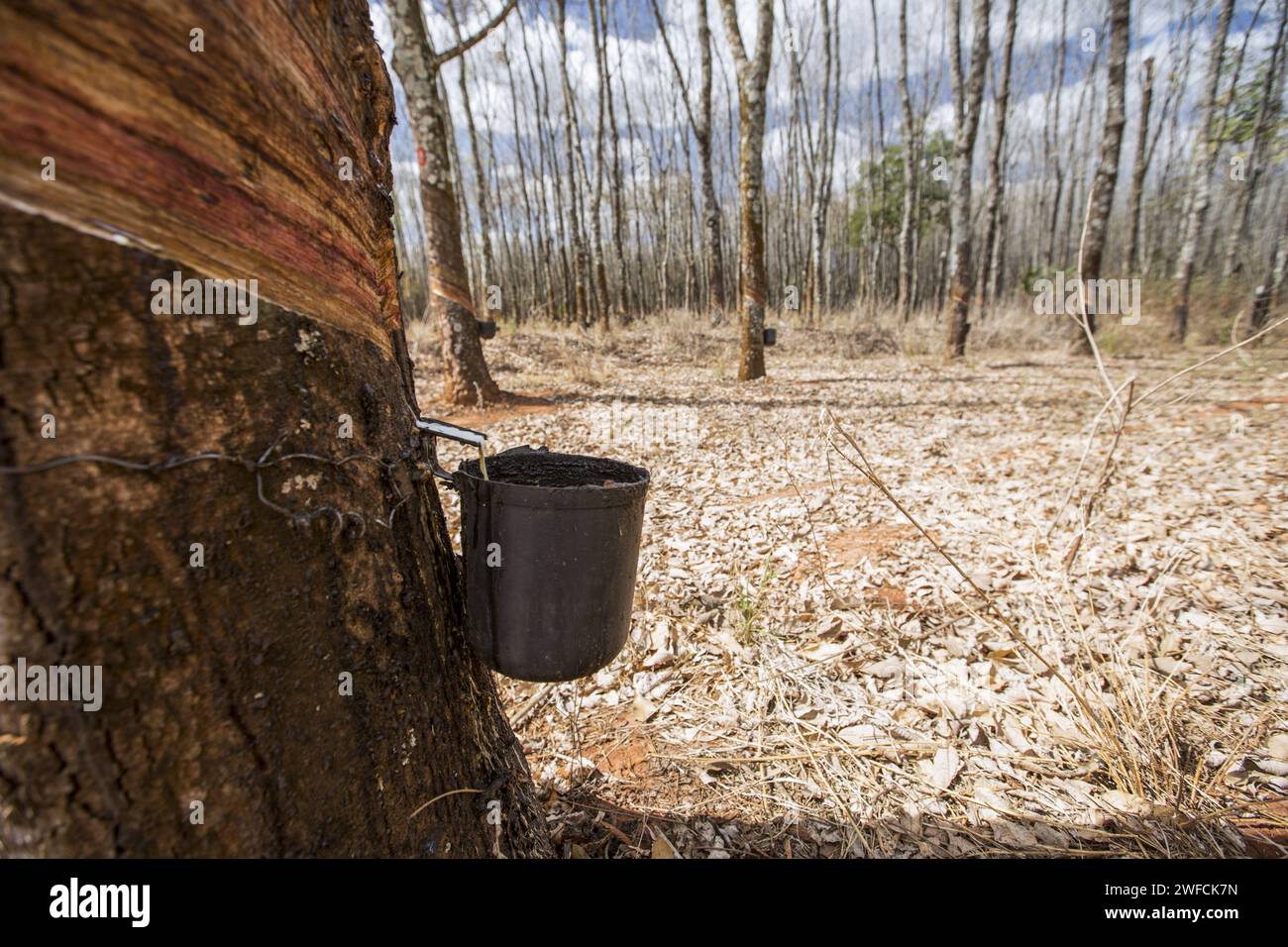 Latex extraction Banque de photographies et d’images à haute résolution ...