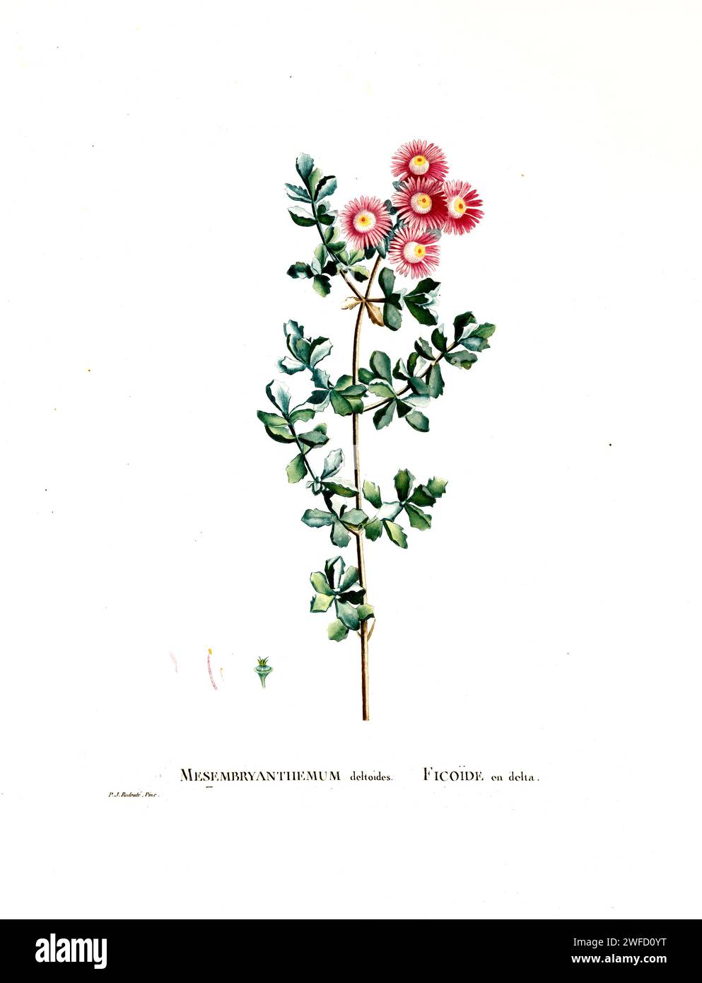 Oscularia majus ici comme Mesembryanthemum deltoides de Histoire des ...