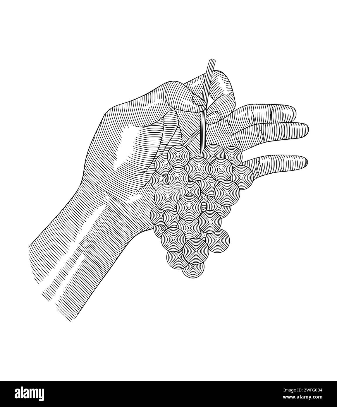 Dessin de grappe de raisin Banque d'images noir et blanc - Alamy