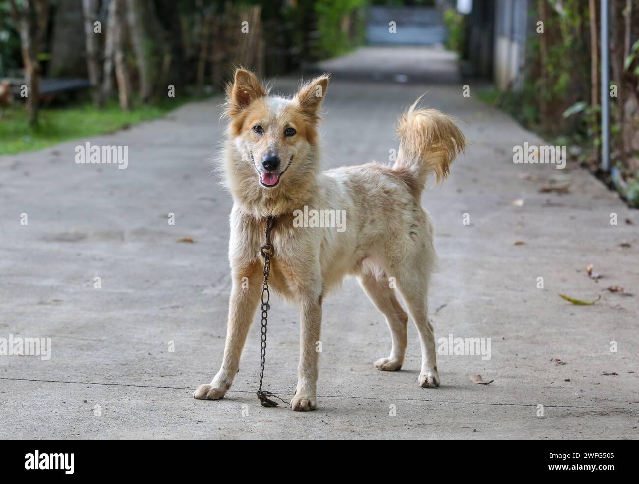 Stray dogs philippines Banque de photographies et d’images à haute ...