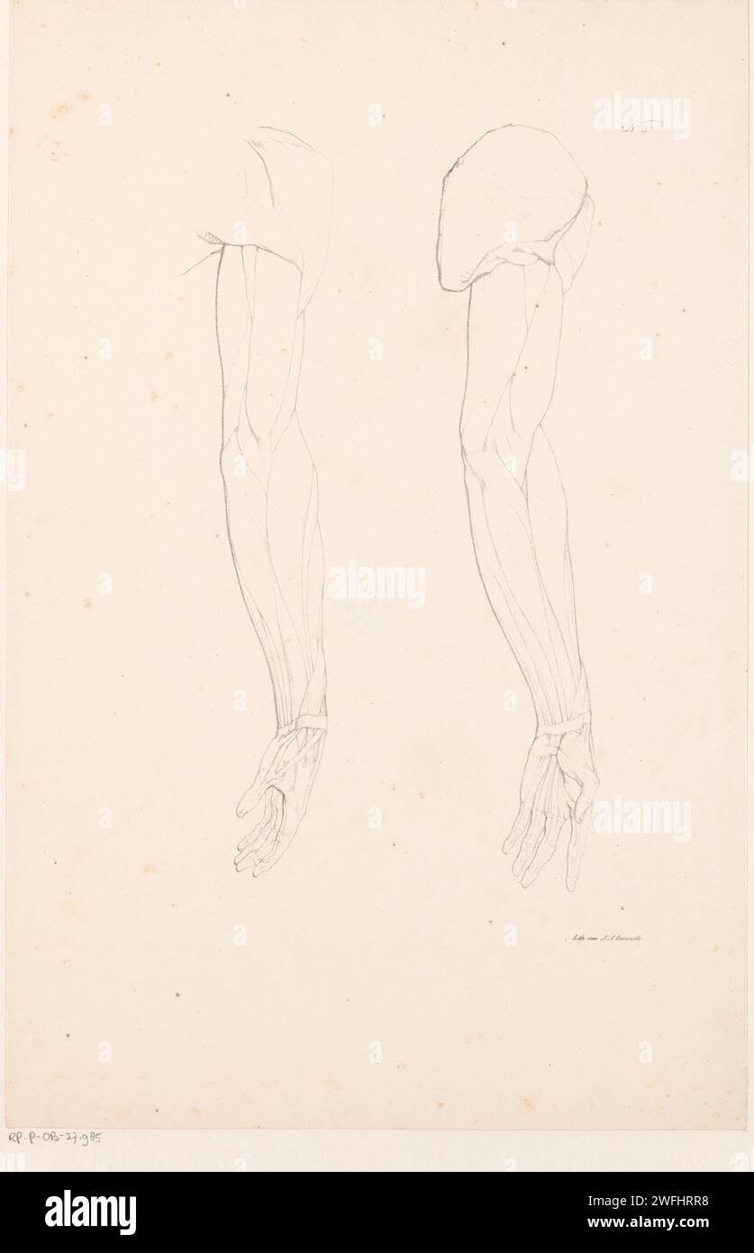 Deux bras avec faisceaux musculaires, Jean Augustin Daiwaille, 1820 ...