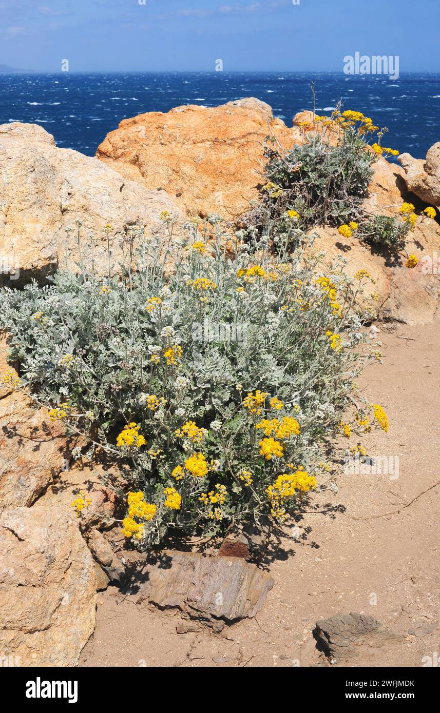 L'armoise argentée (Jacobaea maritima ou Senecio cineraria) est une ...