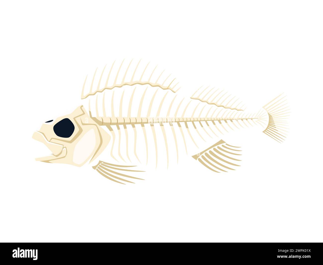 Anatomie des poissons Banque d'images vectorielles - Alamy