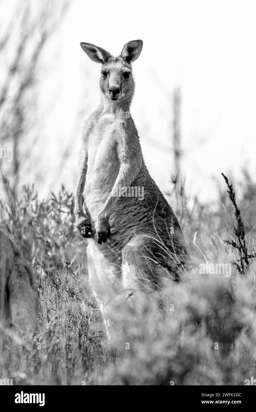 Kangourou adulte Banque d'images noir et blanc - Alamy