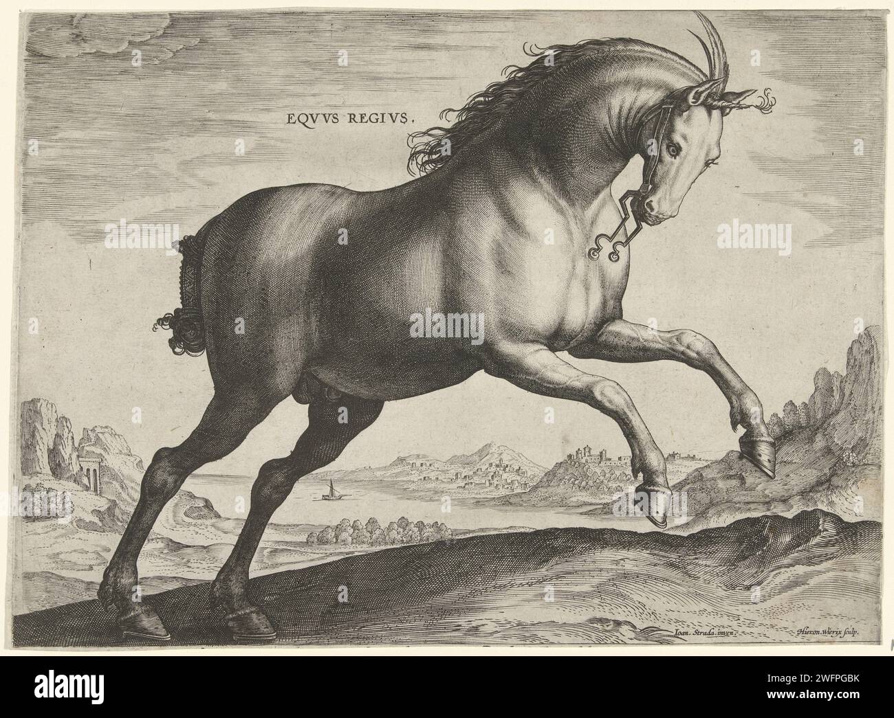 Cheval du Ras Equus Regius (le Royal), Hieronymus Wierix, d'après Jan ...