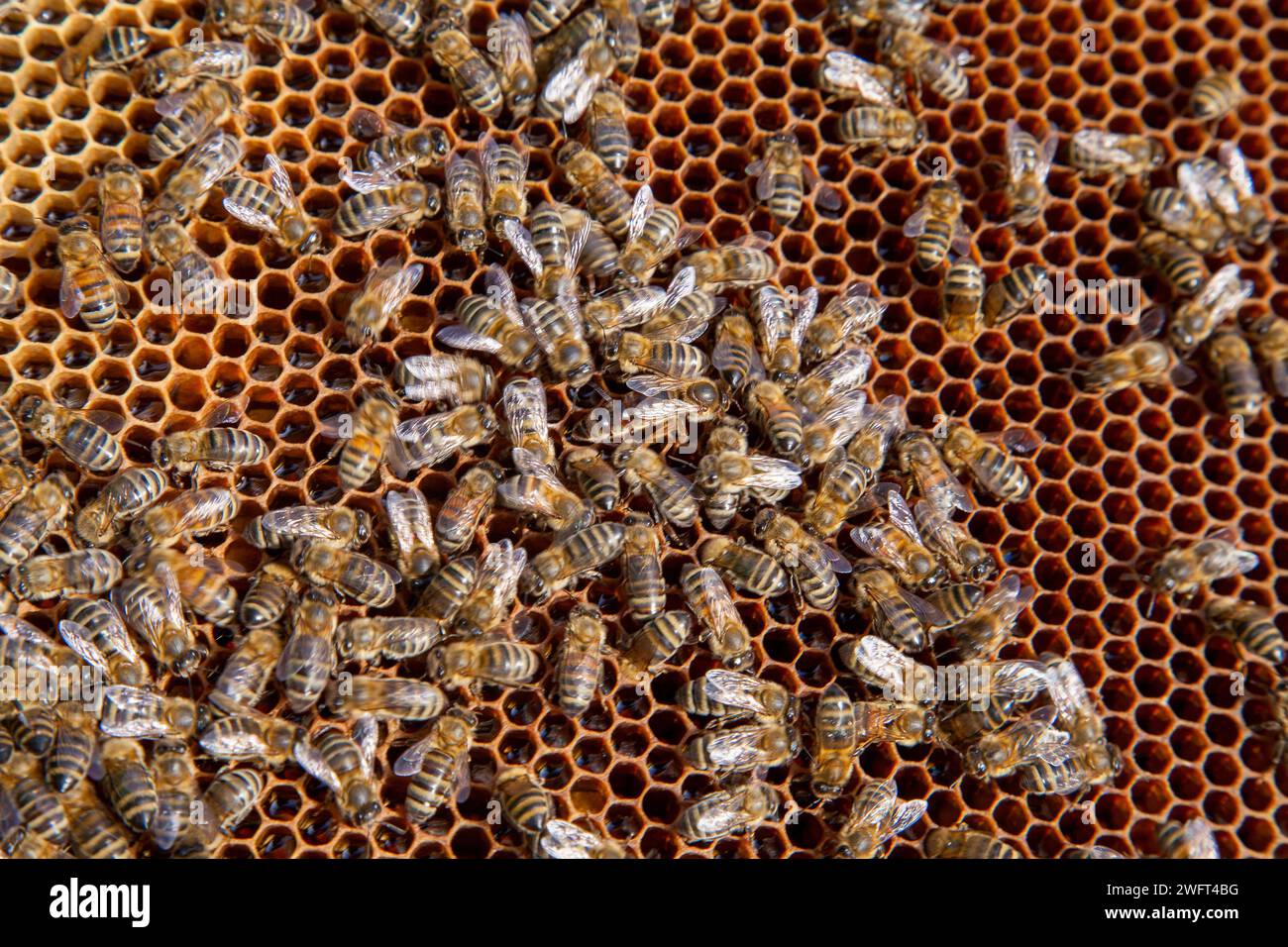 La reine des abeilles dans la ruche. L'abeille reine dans une ruche ...