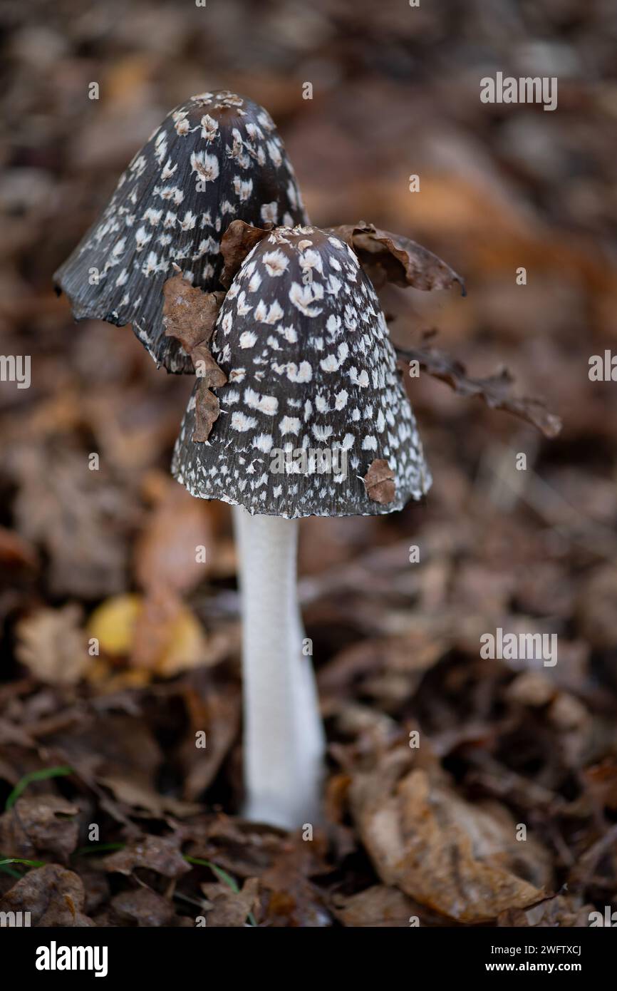 Habitats fongiques Banque de photographies et d’images à haute ...