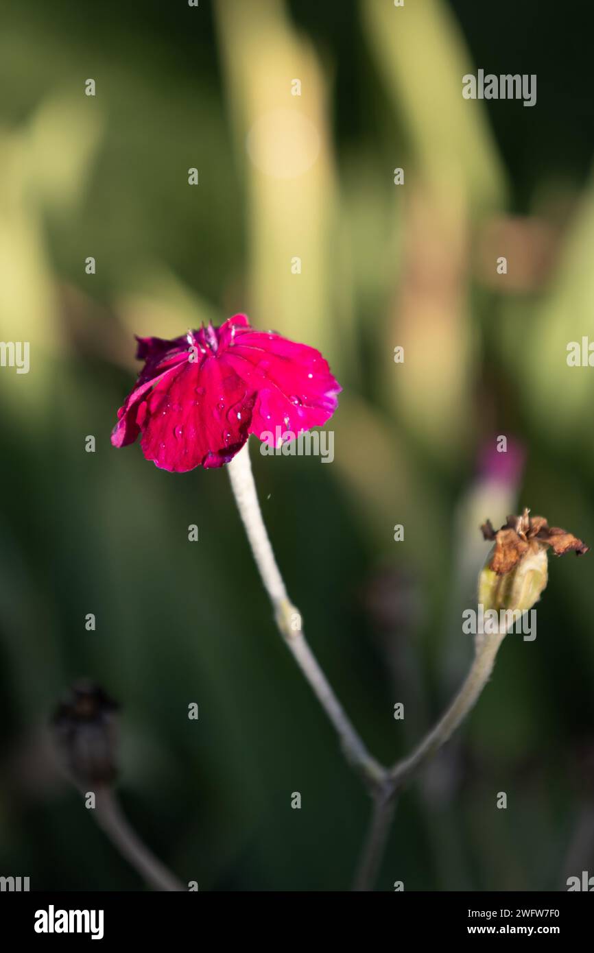 Rose campion Banque de photographies et d’images à haute résolution - Alamy