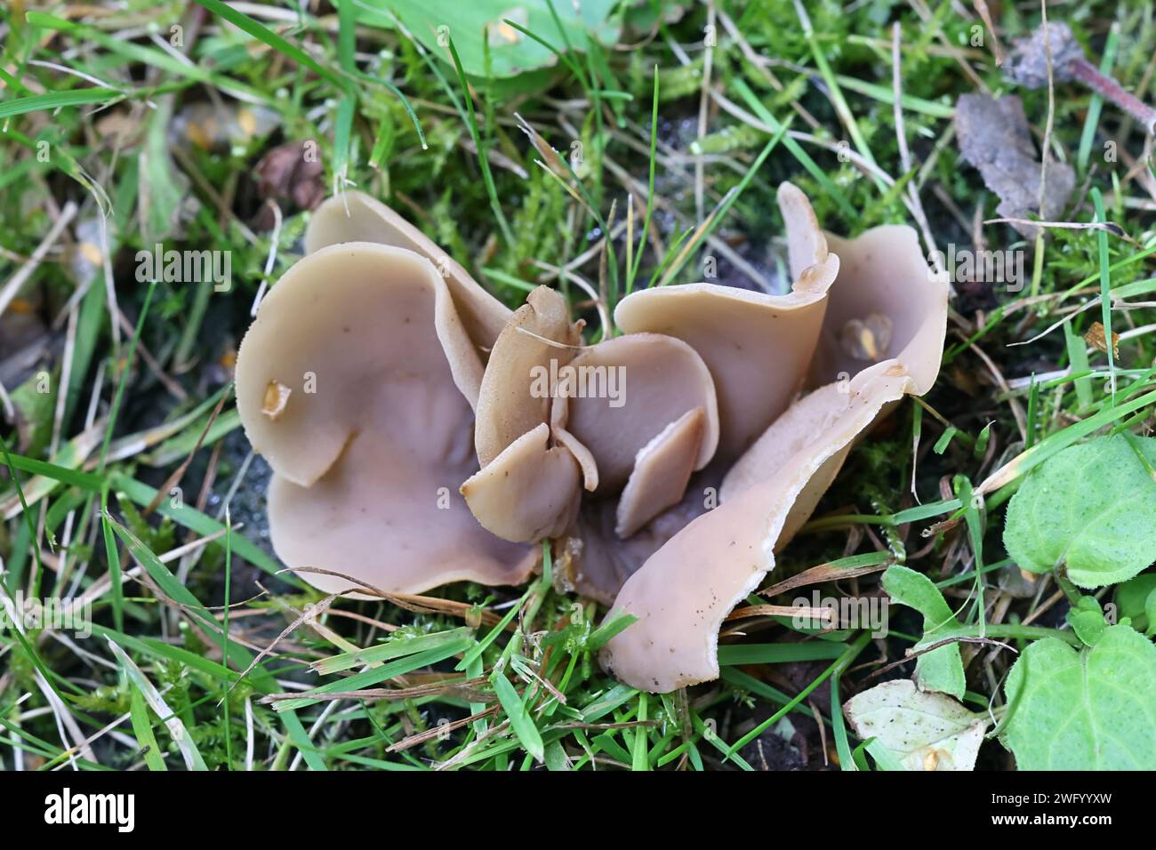 Champignon en forme d'oreille Banque de photographies et d’images à ...