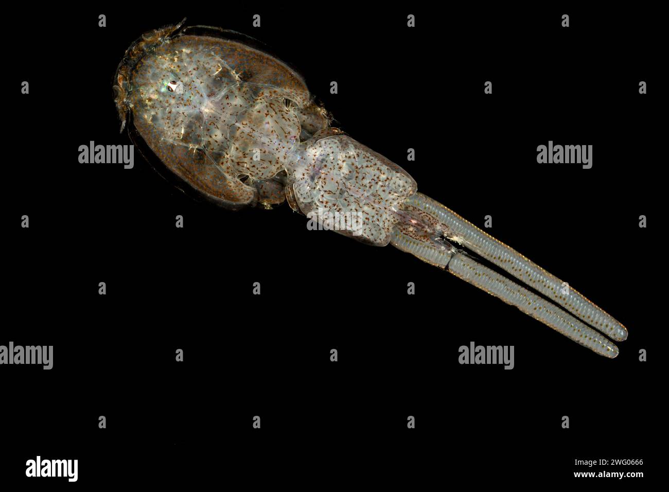 Poux parasite Banque de photographies et d’images à haute résolution ...