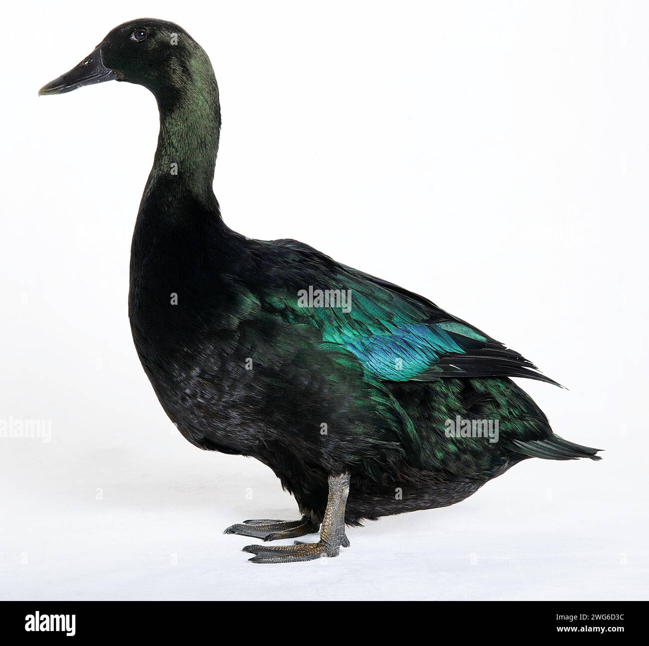 Cayuga canard Banque de photographies et d’images à haute résolution ...