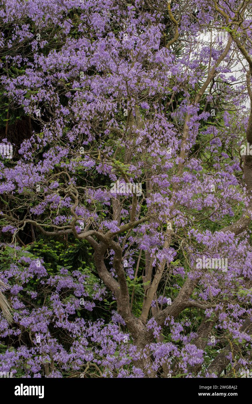 Bleu jacaranda mimosifolia arbre arbres Banque de photographies et d ...