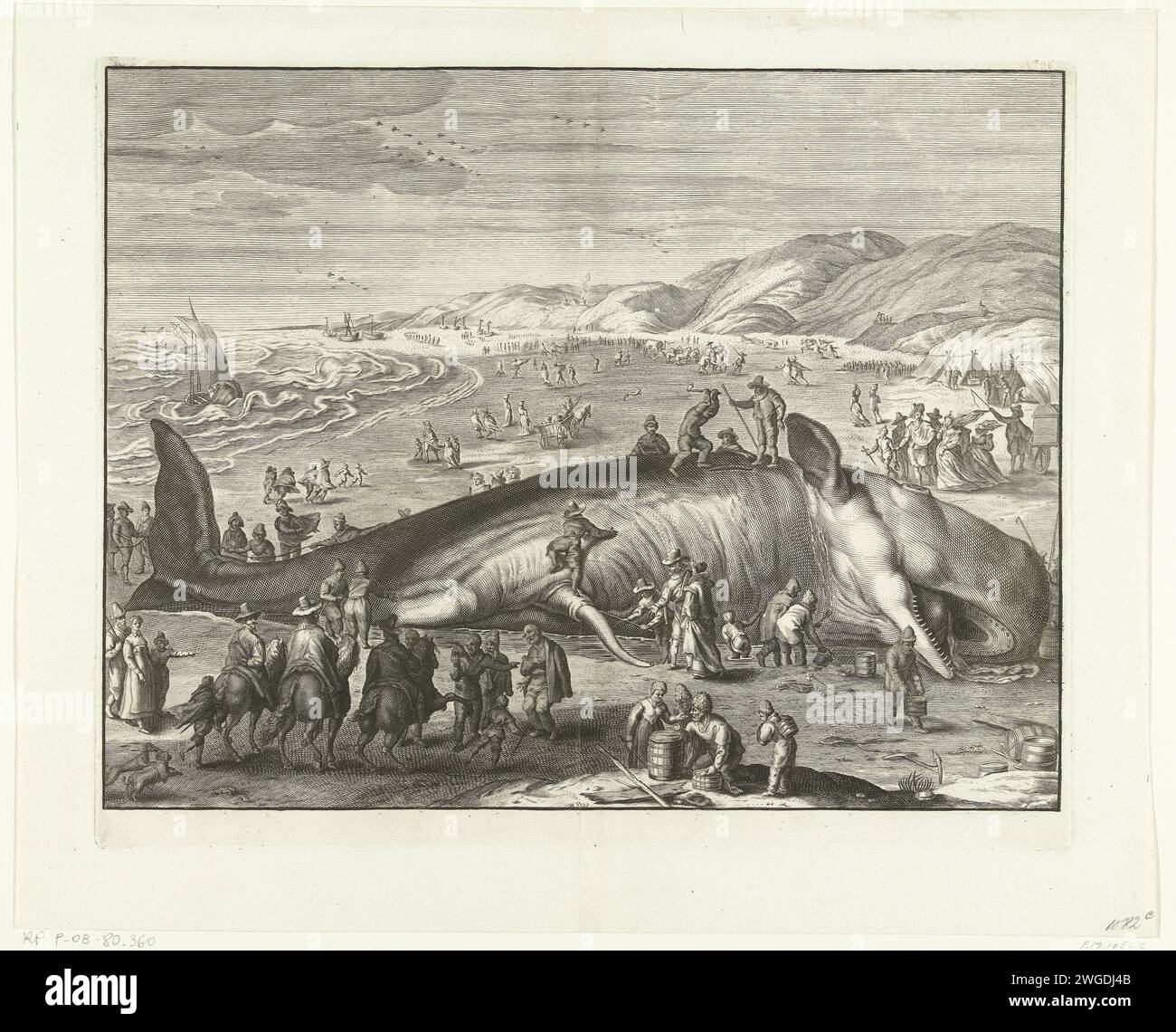 Whale dying animal Banque de photographies et d’images à haute ...