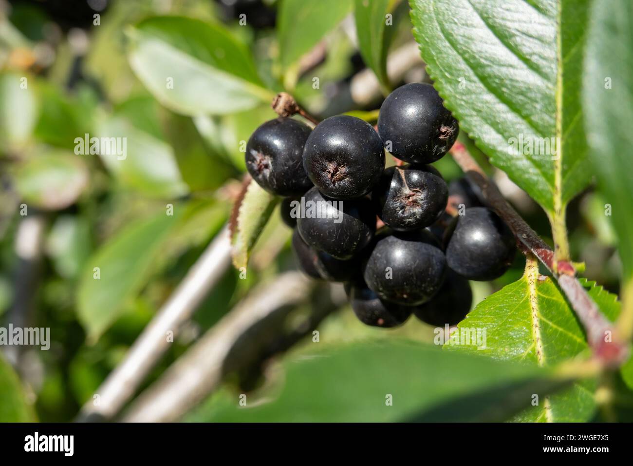 Aronia melanocarpa Banque de photographies et d’images à haute ...