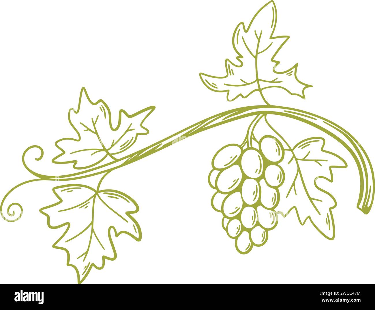 Grape variety Banque d'images vectorielles - Alamy