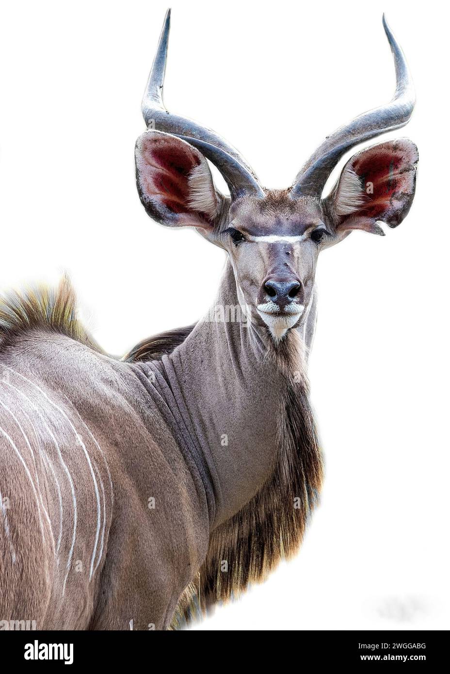 Kudu bull Banque de photographies et d’images à haute résolution - Alamy