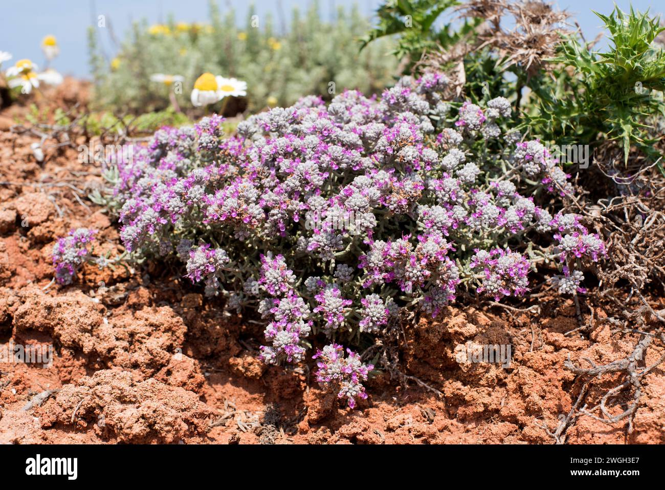 Tomillo blanco ou tomillo macho (Teucrium capitatum) est un sous ...