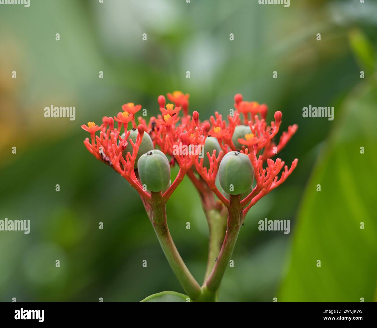 Plantes ornementales tropicales Banque de photographies et d’images à ...