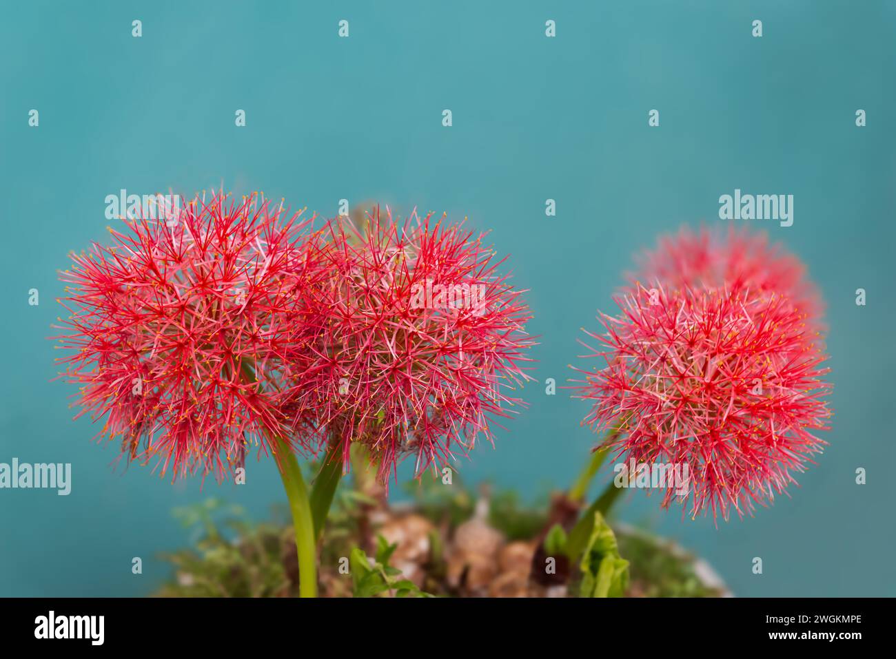 Fleur de lys boule de feu Banque de photographies et d’images à haute ...