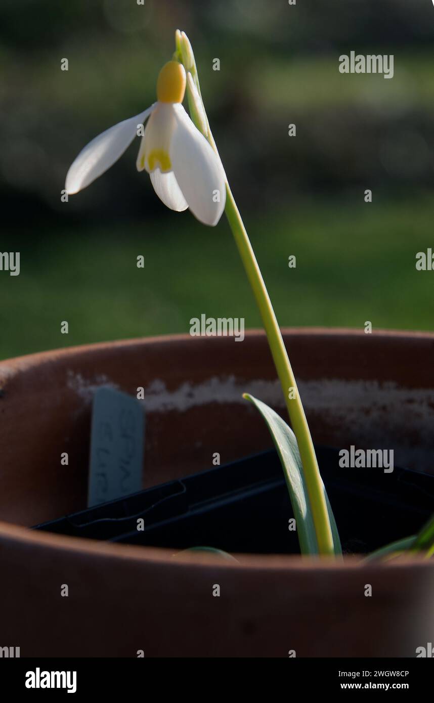 Galanthus hybride Banque de photographies et d’images à haute ...