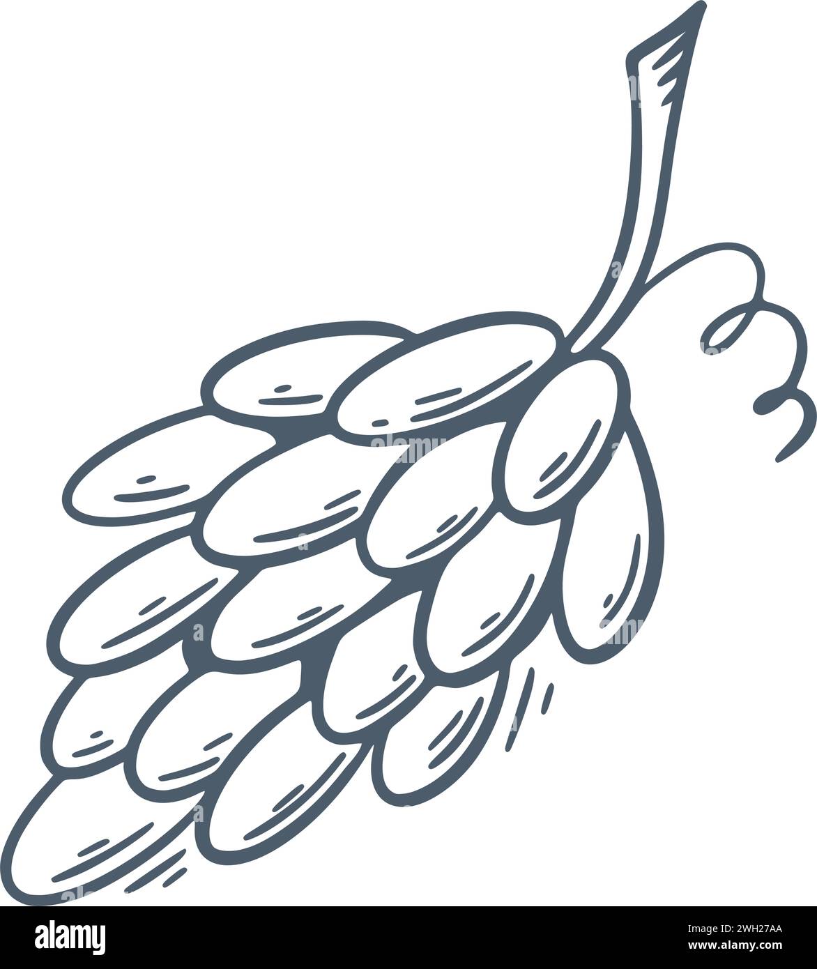 Dessin de grappe de raisin Banque de photographies et d’images à haute ...