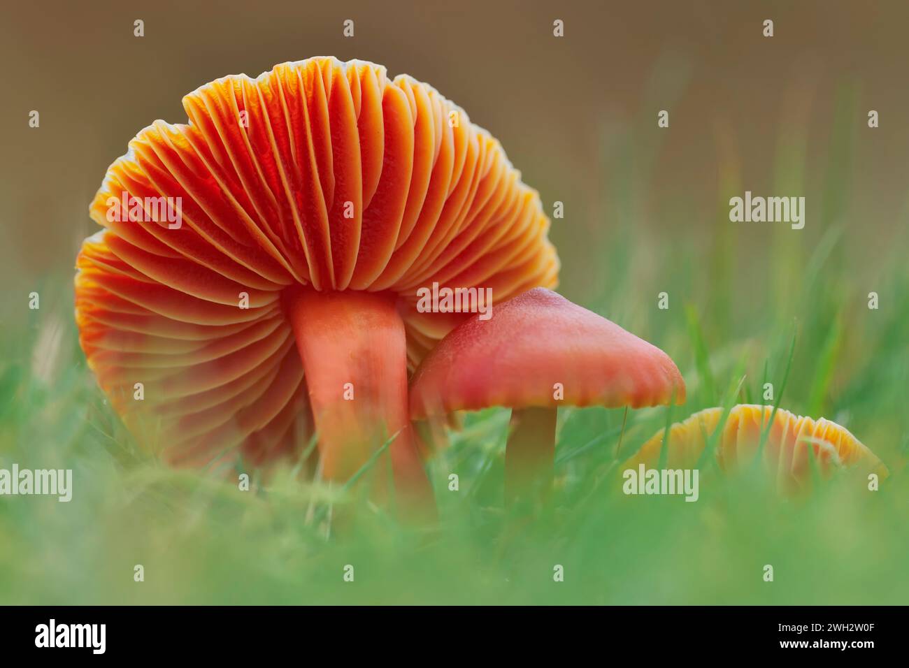 Bouchon cireux cramoisi Banque de photographies et d’images à haute ...