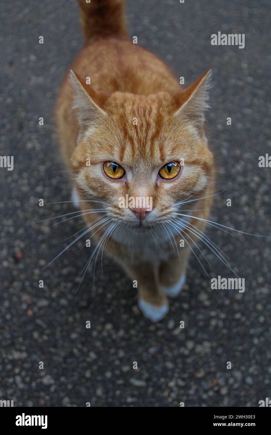 Les felins Banque de photographies et d’images à haute résolution - Alamy