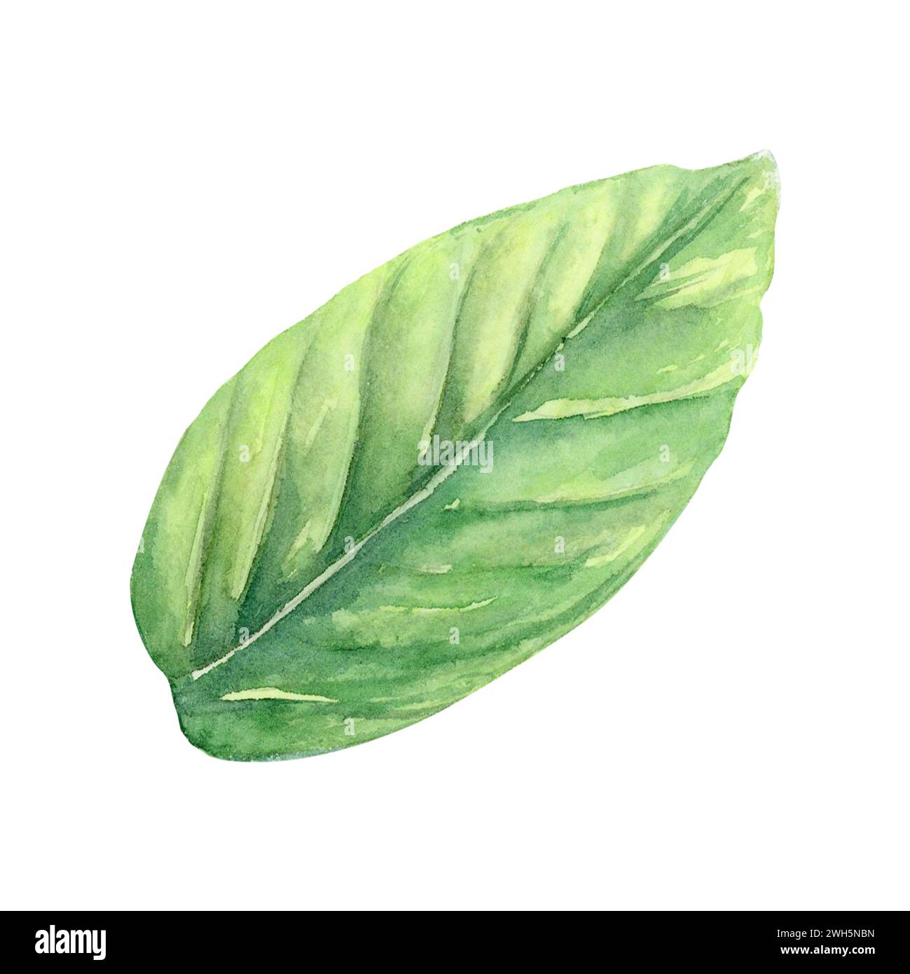 Aquarelle pelouse vert olive Banque de photographies et d’images à ...