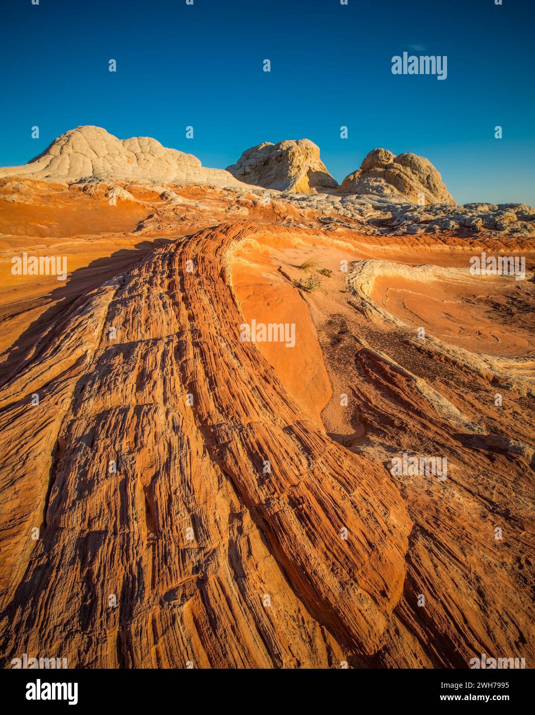 Queue de dragons Banque de photographies et d’images à haute résolution ...