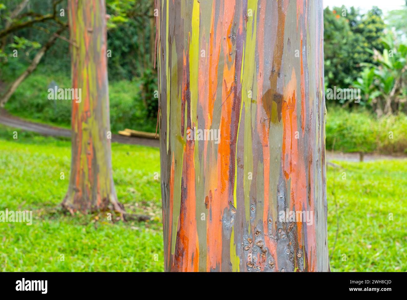Eucalyptus arc en ciel Banque de photographies et d’images à haute ...